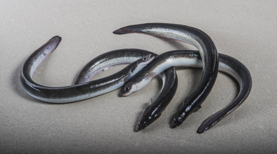 Anguille - FISH Brenne