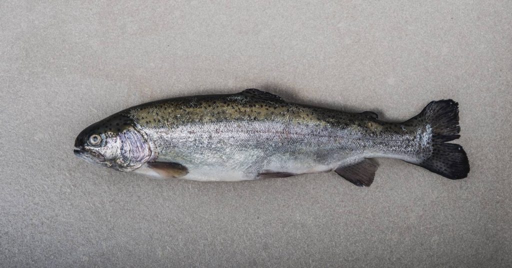 Truite - FISH Brenne